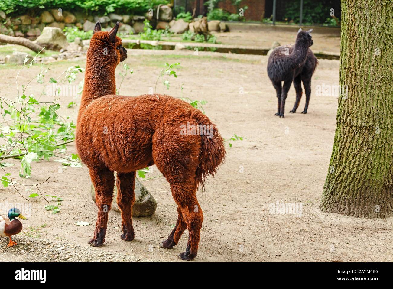Feeding llamas hi-res stock photography and images - Alamy