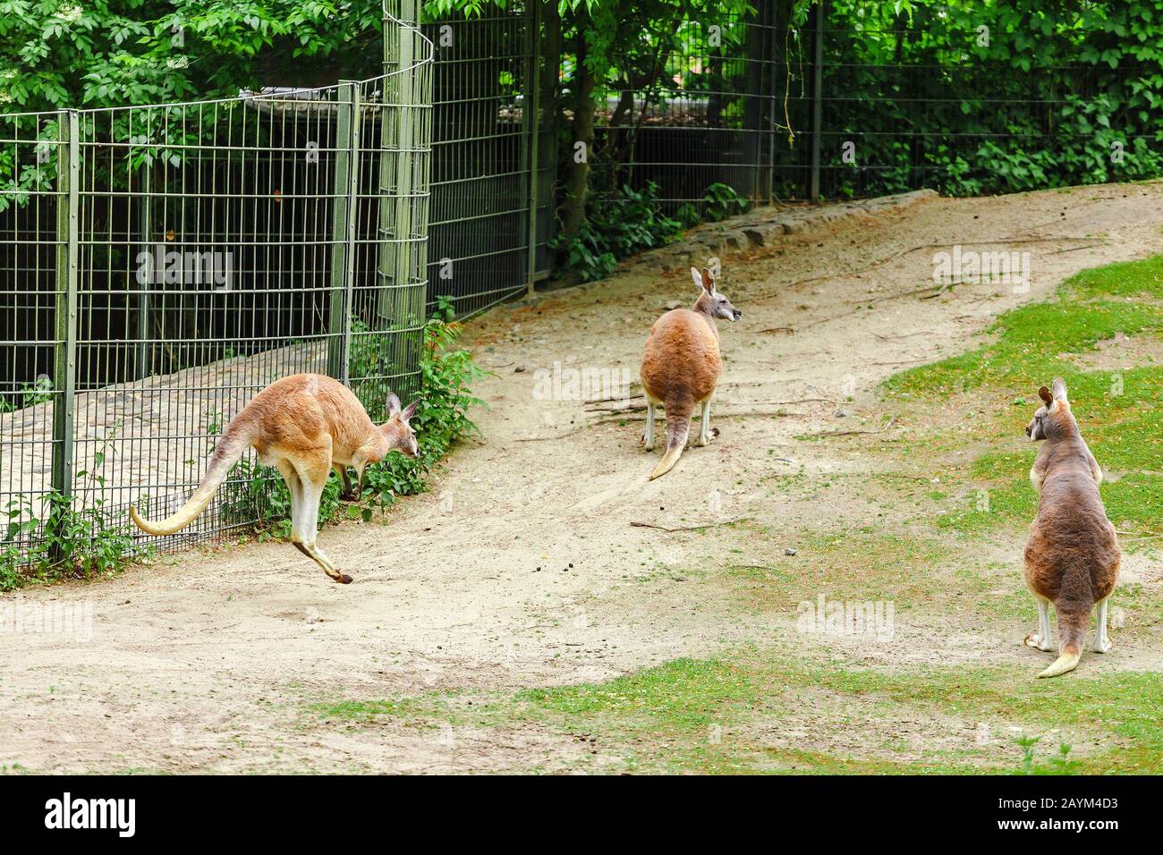 Kangaroo grazing on green grass in Zoo Stock Photo - Alamy
