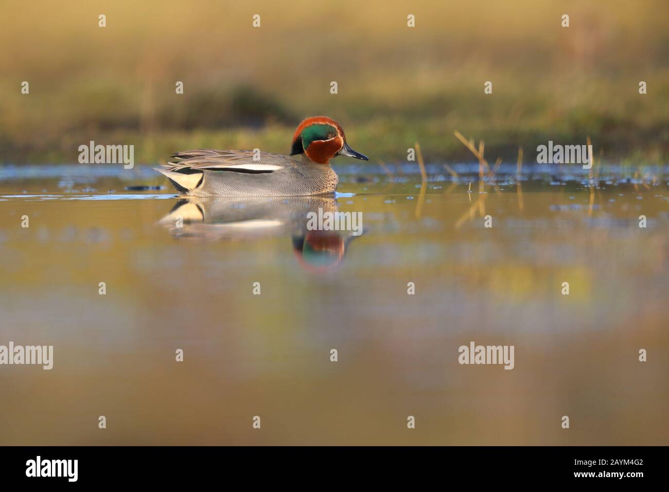 Teal drake in flight hi-res stock photography and images - Alamy