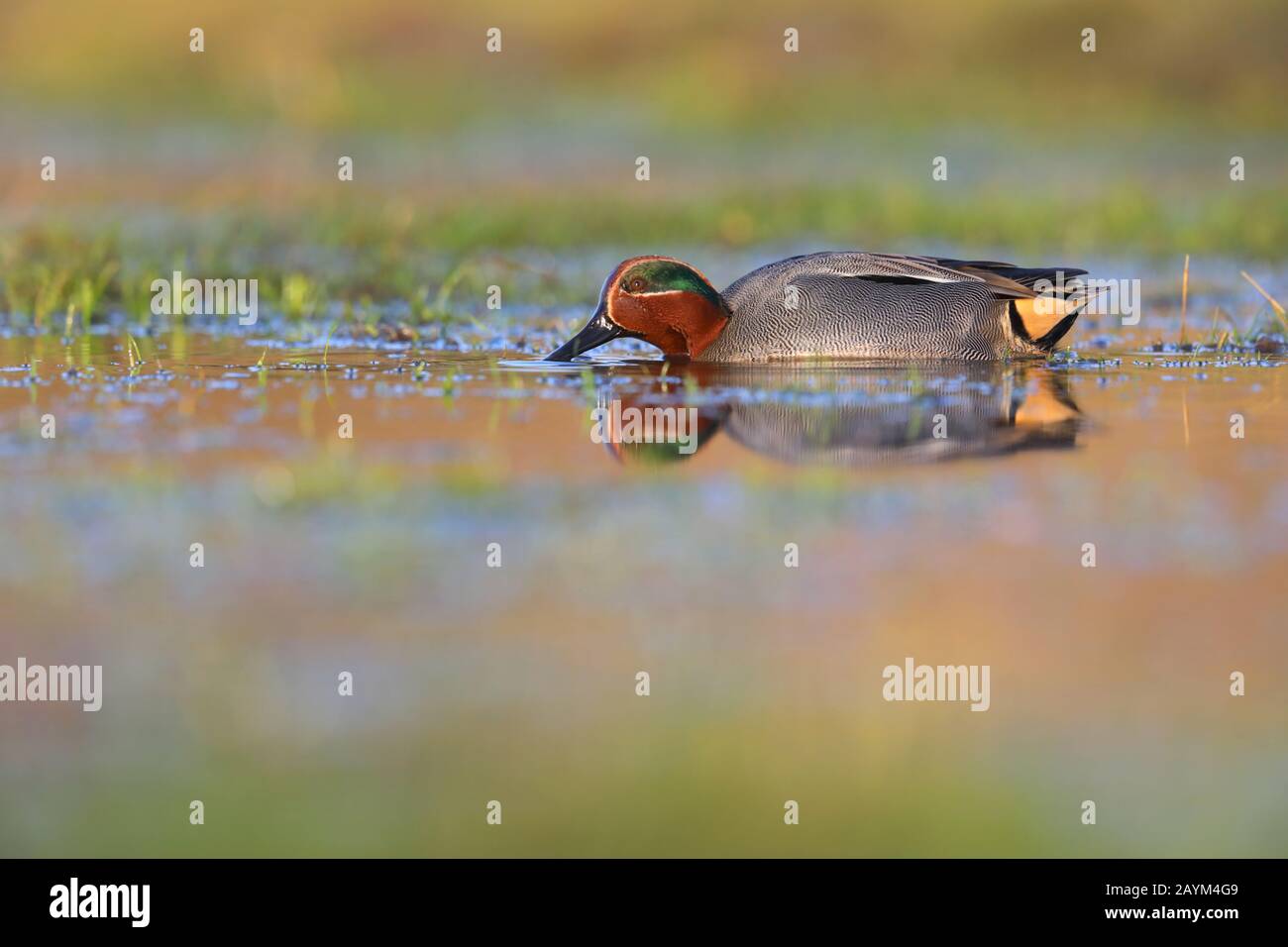 Teal drake flight hi-res stock photography and images - Alamy
