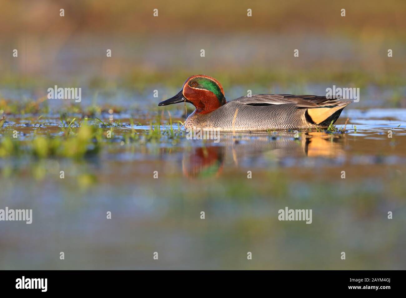 An adult breeding plumage drake (male) Eurasian or Common Teal (Anas ...