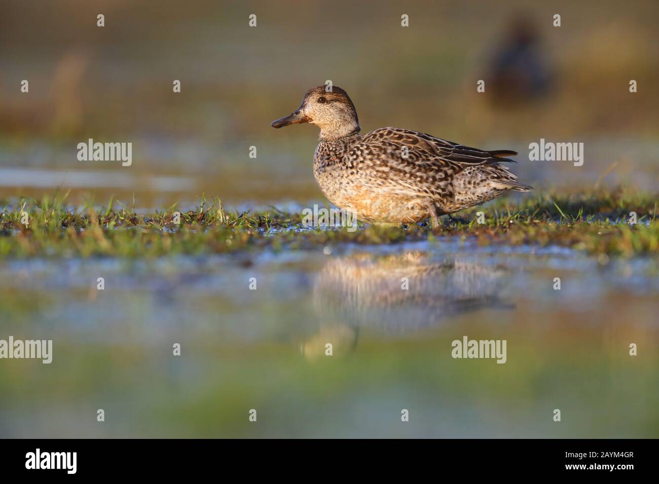 Eurasian Teal Anas Crecca High Resolution Stock Photography and Images ...