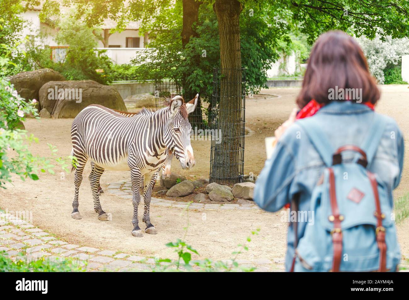 18 MAY 2018, BERLIN, GERMANY: Happy girl making photos of zebra in zoo ...