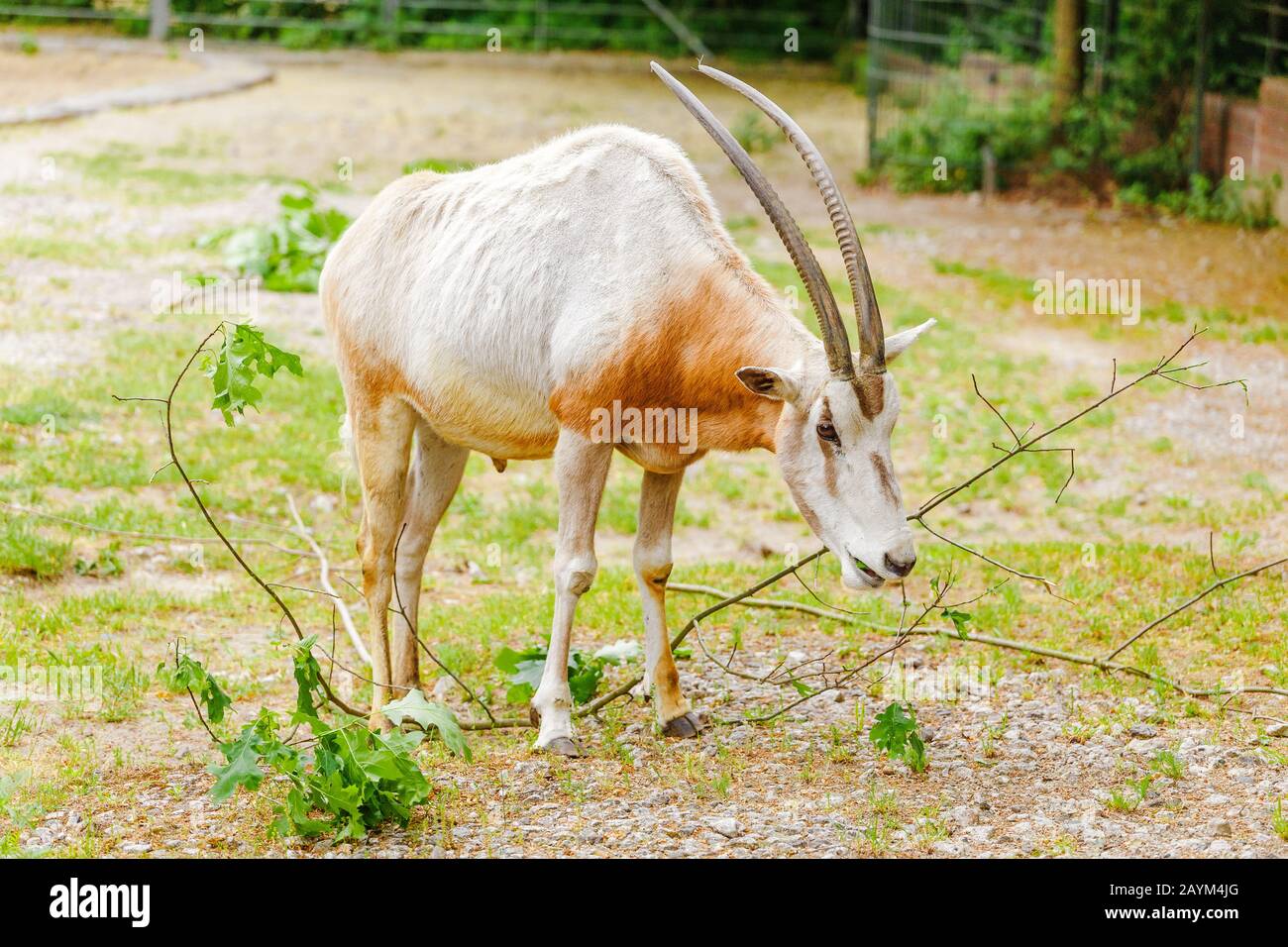 Large hornes hi-res stock photography and images - Alamy