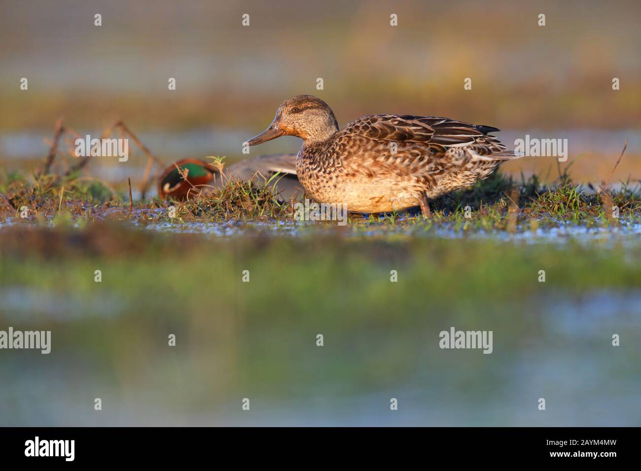 Eurasian Teal Anas Crecca High Resolution Stock Photography and Images ...