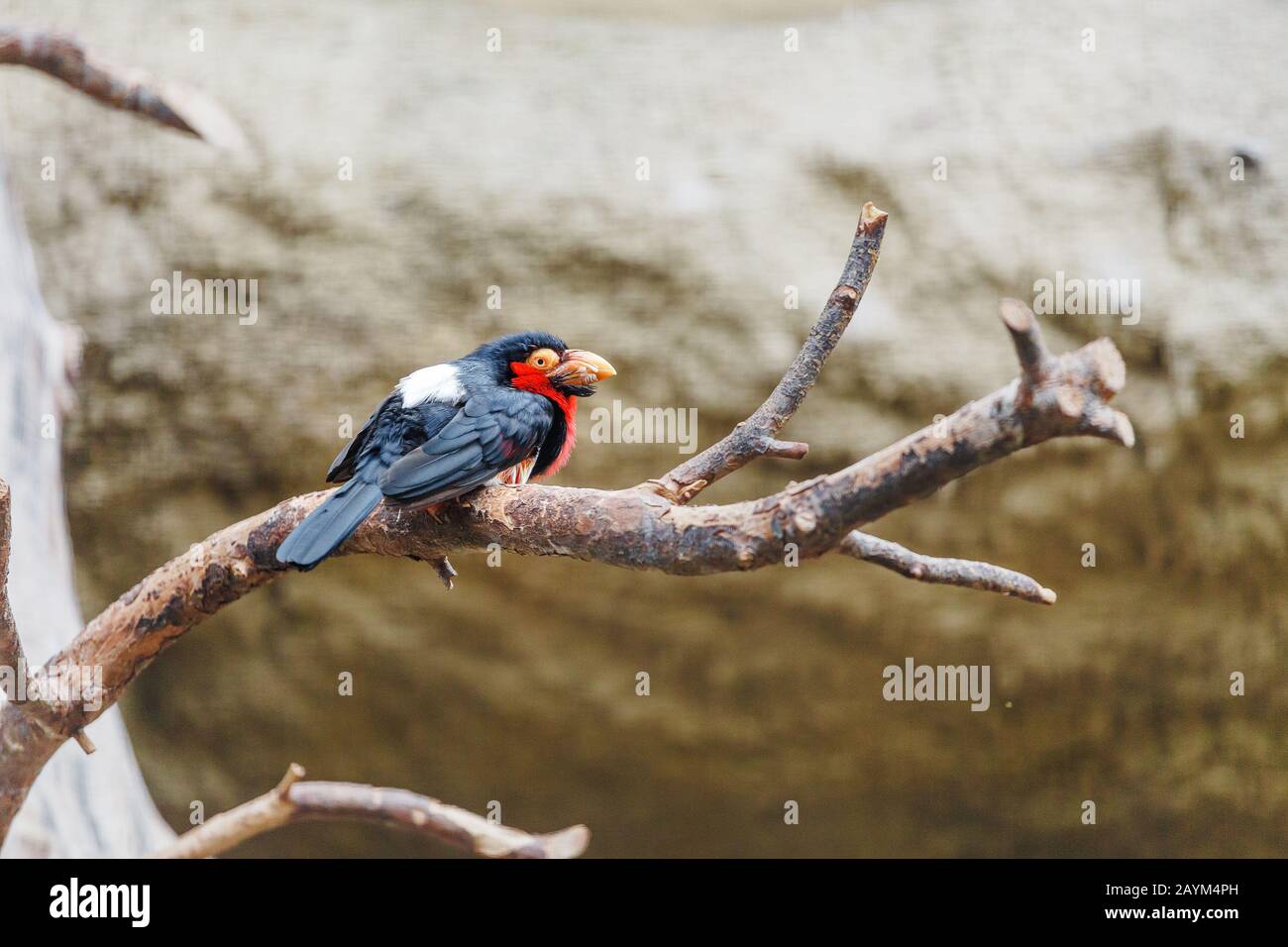 The bearded barbet sitting on a tree branch in zoo Stock Photo - Alamy