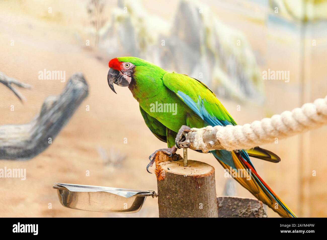 Military macaw parrot drinking or eating in the Zoo Stock Photo - Alamy
