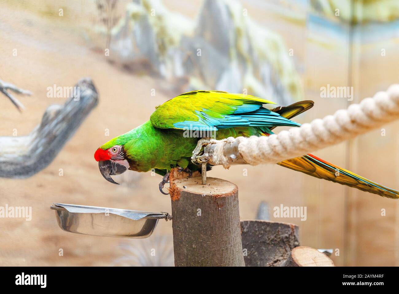 Military macaw parrot drinking or eating in the Zoo Stock Photo - Alamy