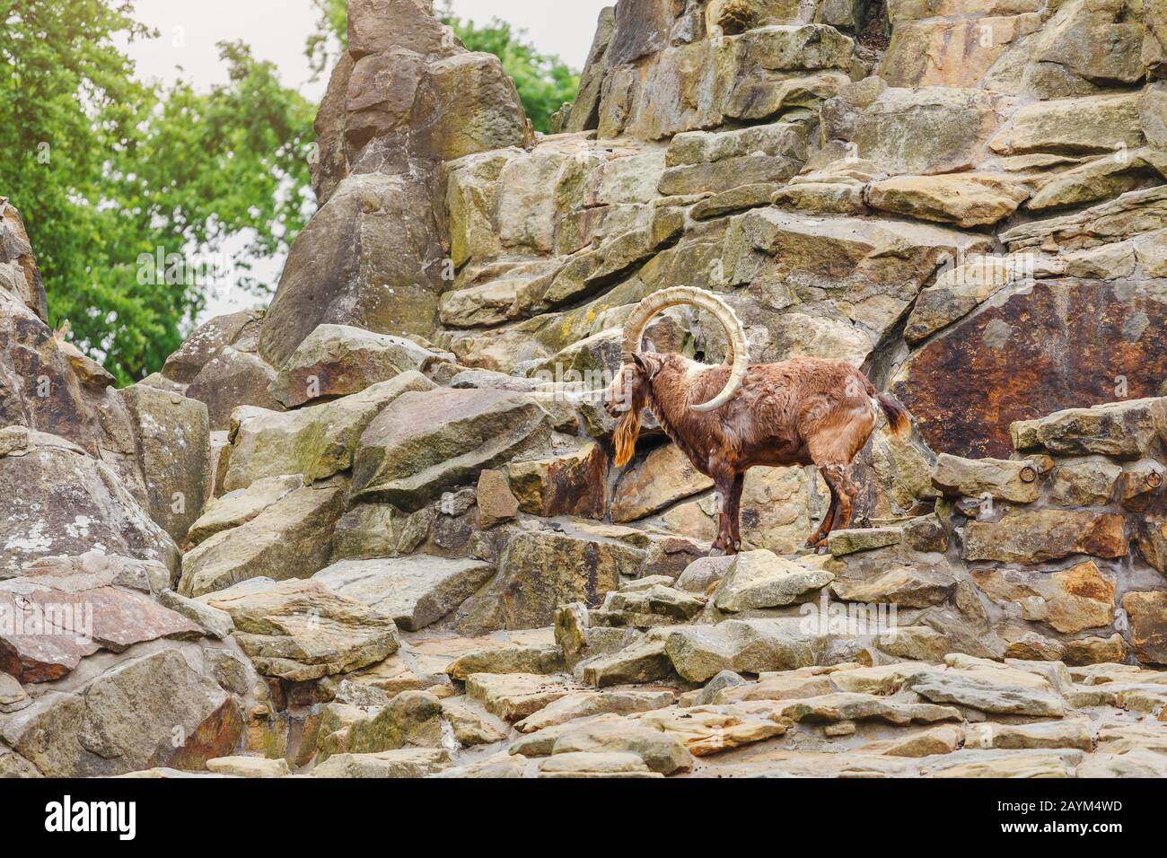 Mountain Goat on a cliff in the Zoo Stock Photo - Alamy