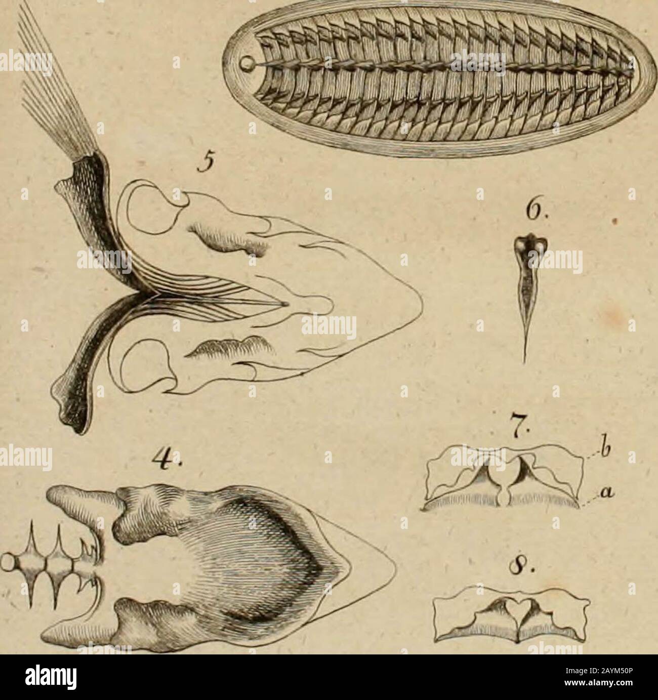 Piscium hi-res stock photography and images - Alamy