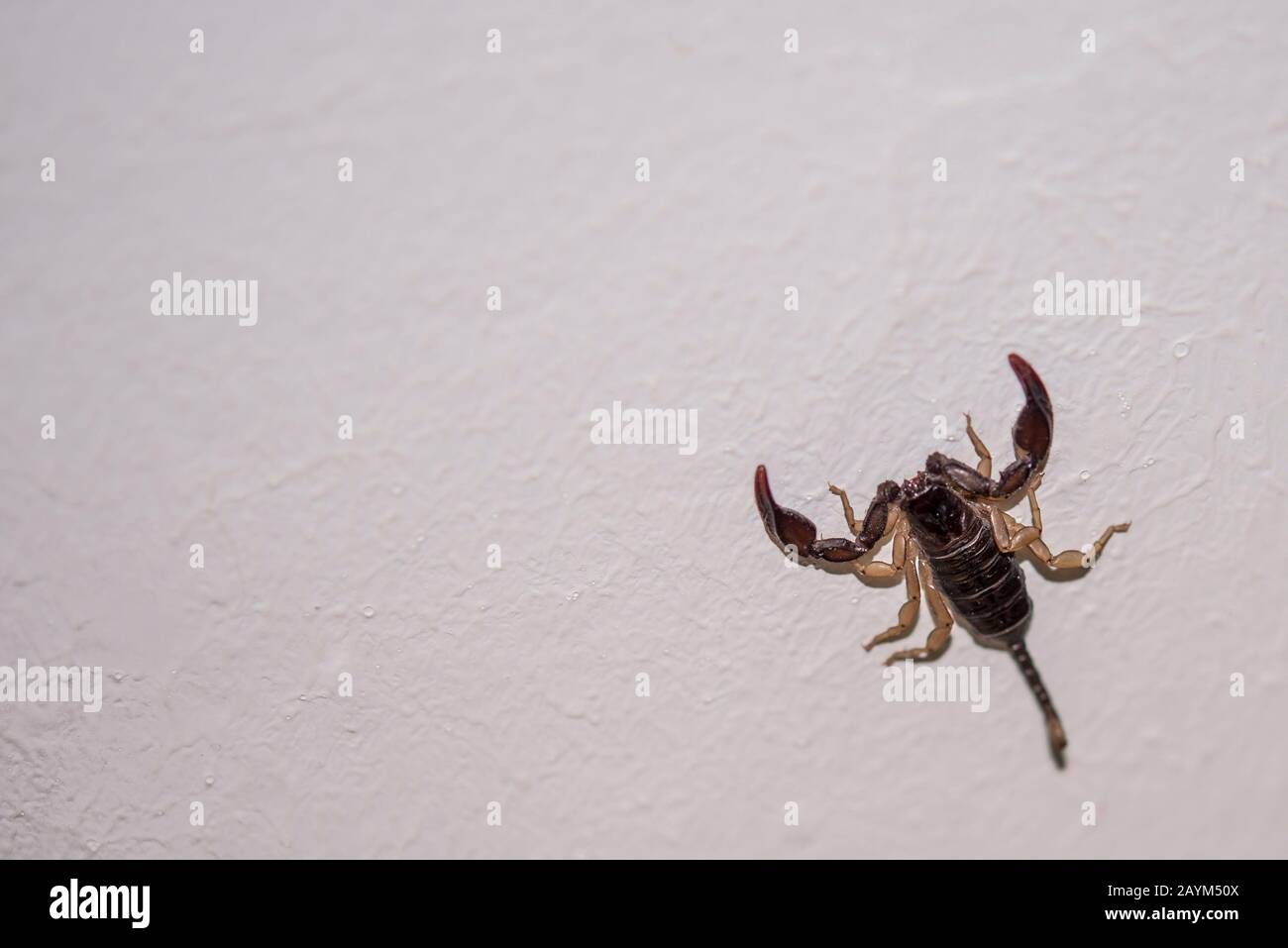 A scorpion young / Scorpion with white background Stock Photo - Alamy