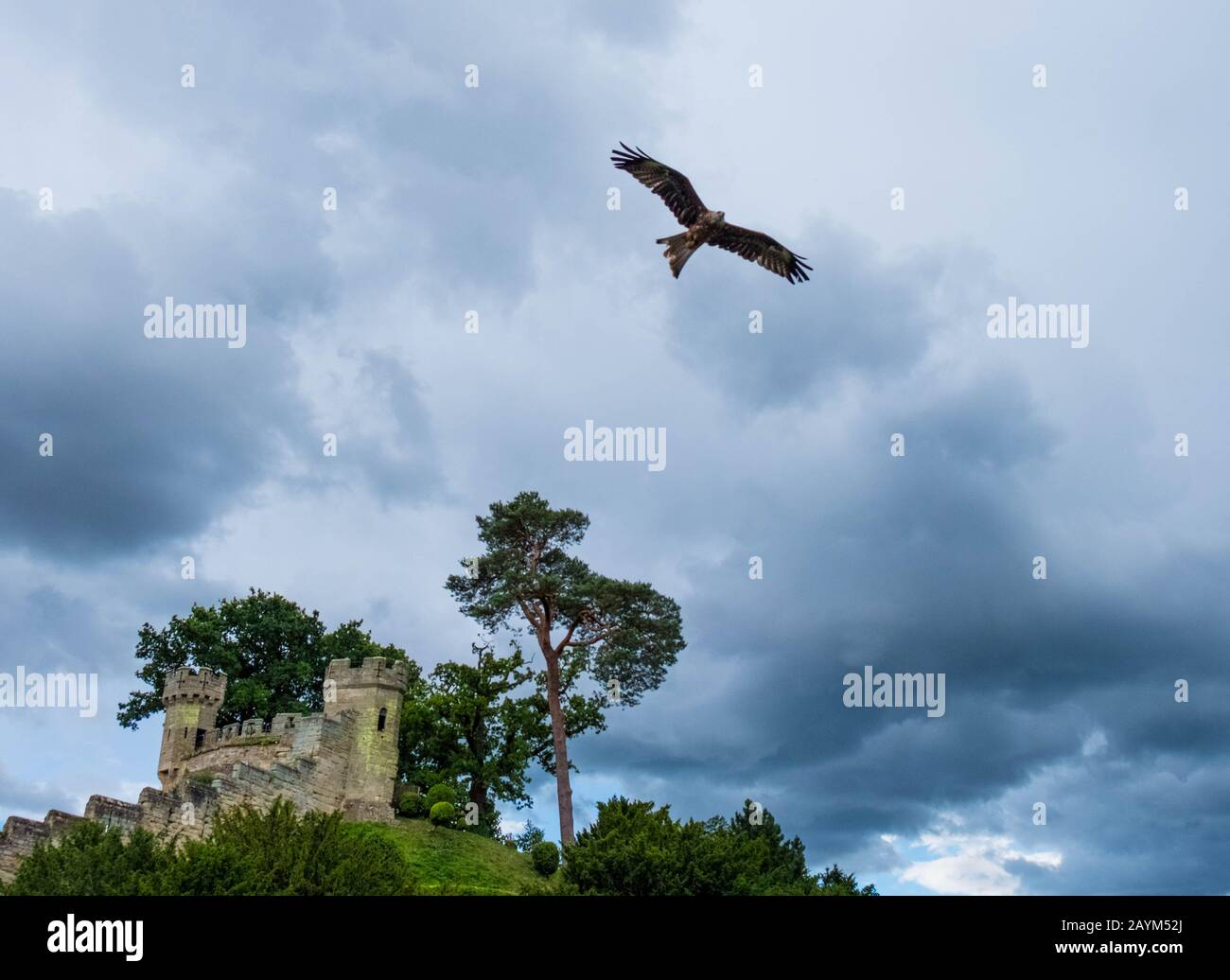 Warwick castle bird eagle hi-res stock photography and images - Alamy
