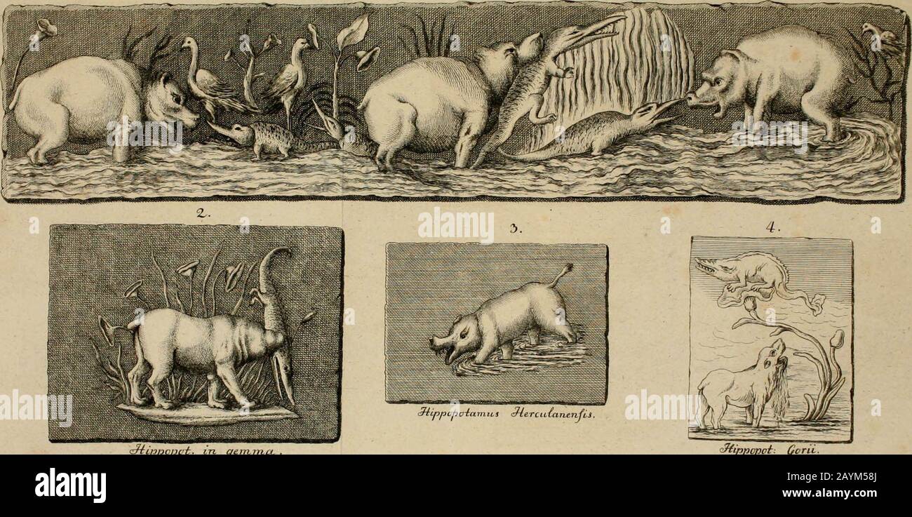 Piscium hi-res stock photography and images - Alamy