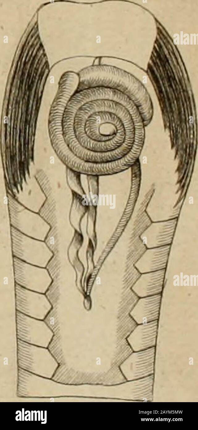 Piscium hi-res stock photography and images - Alamy