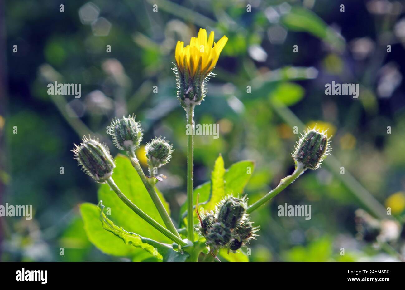 Wild daisy close-up Stock Photo - Alamy