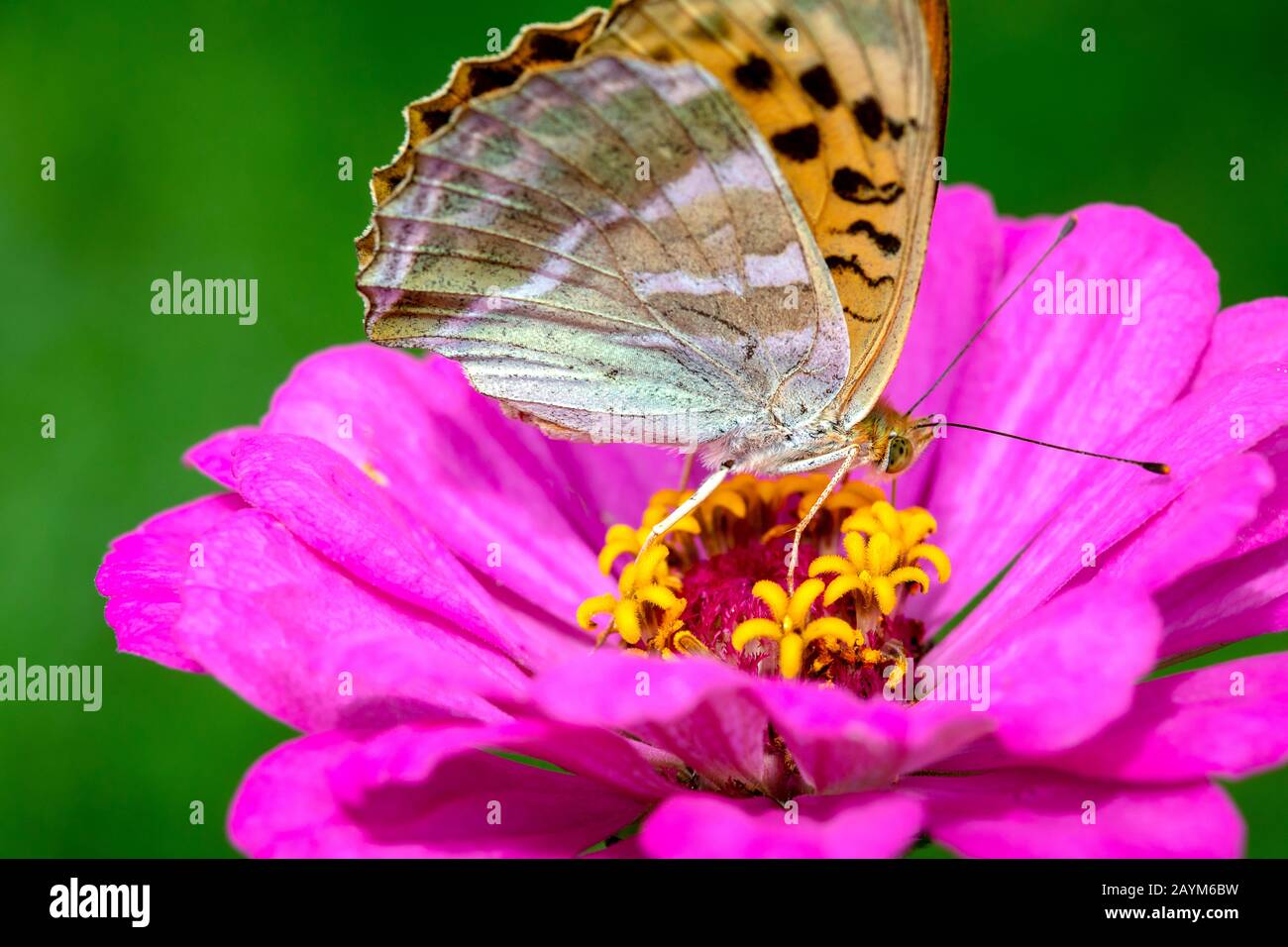 Closeup butterfly on flower hi-res stock photography and images - Alamy