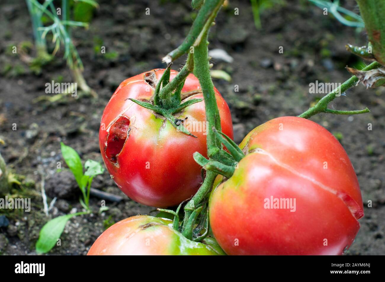 Tomato vine summer salad fruit food culinary hi-res stock photography ...