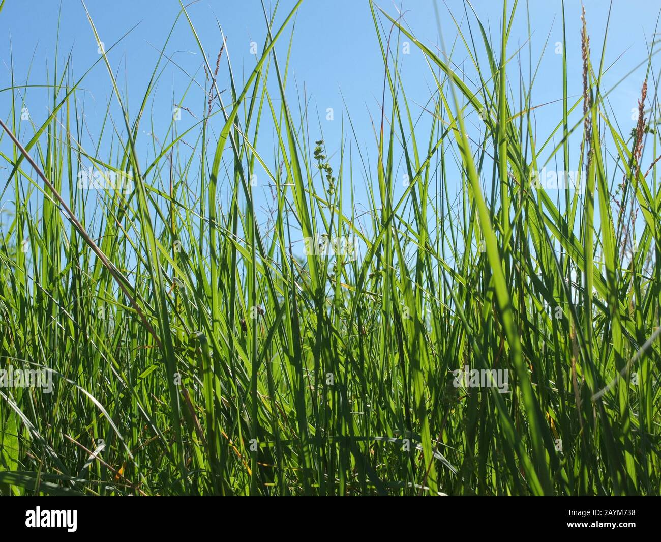 Summer landscape selection hi-res stock photography and images - Alamy