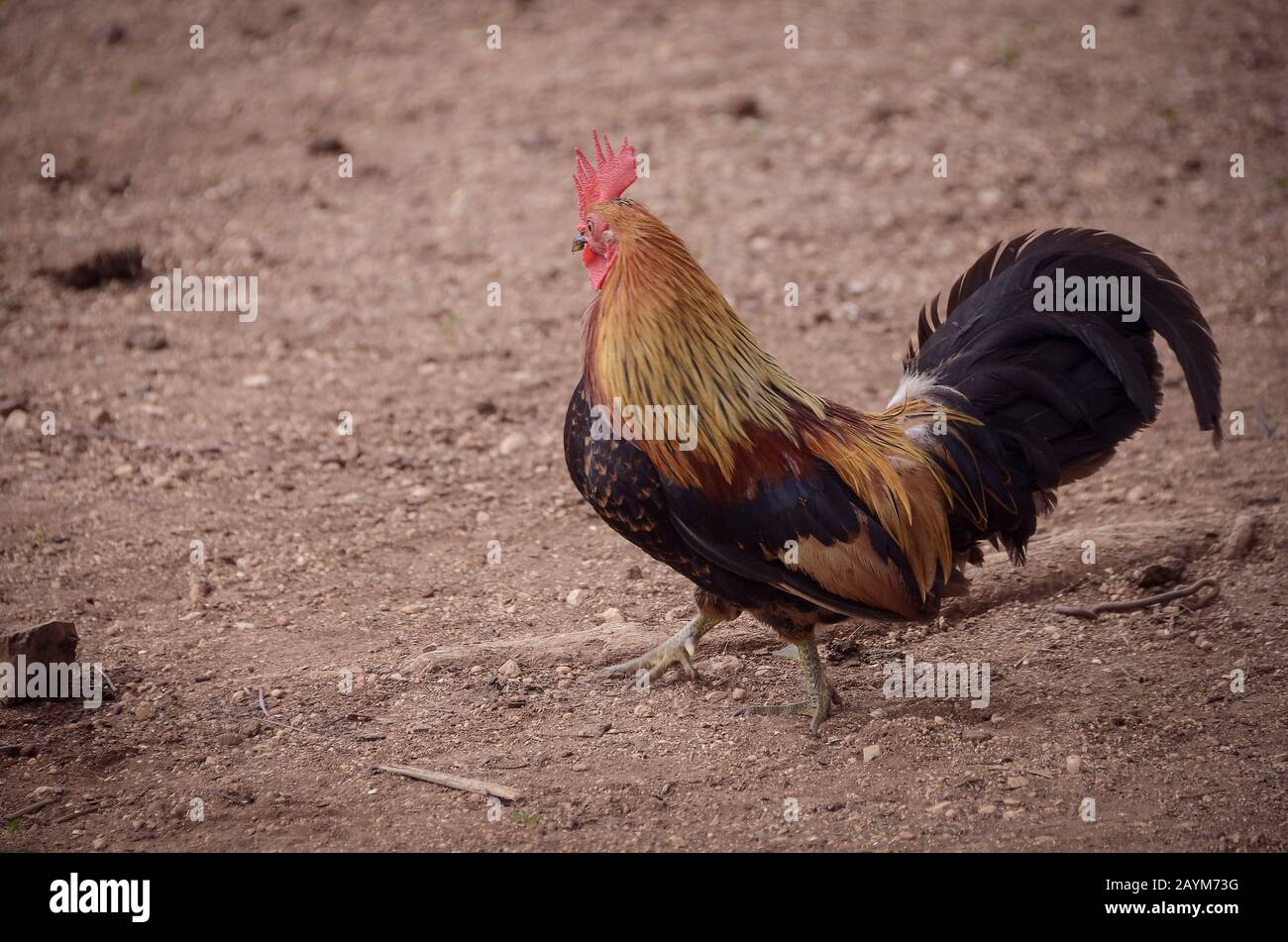 Dwarfs chicken walking at a farm. A small cock looking forward Stock ...