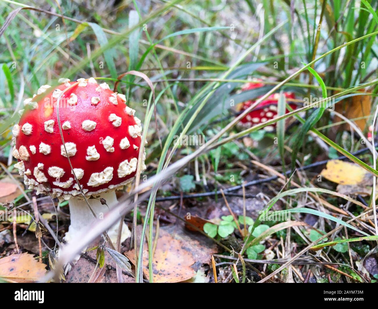 Red and white toadstools in Poland. Autumn time Stock Photo - Alamy