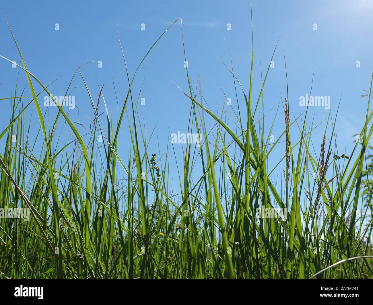 Summer landscape selection hi-res stock photography and images - Alamy