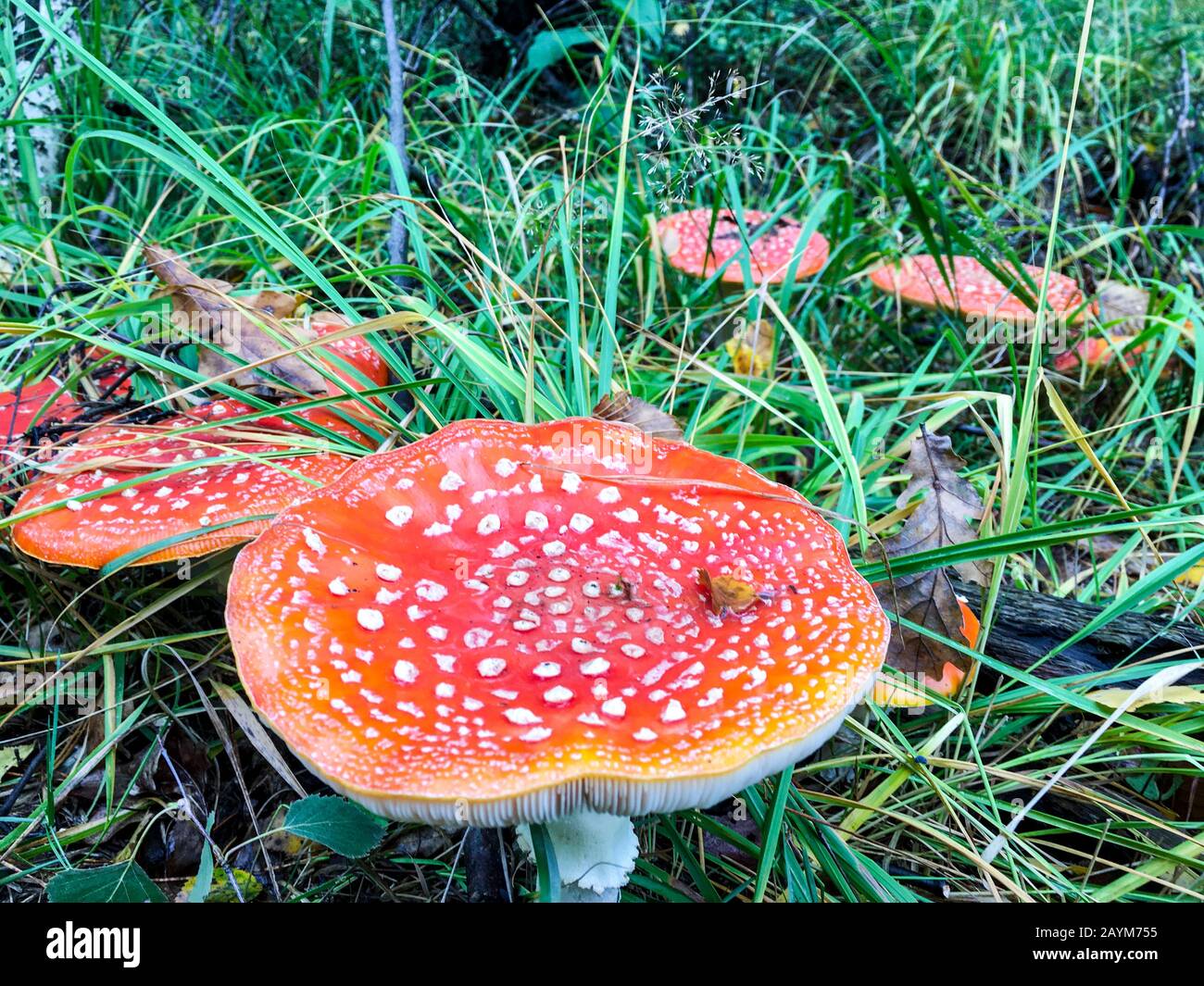 White toadstools hi-res stock photography and images - Alamy
