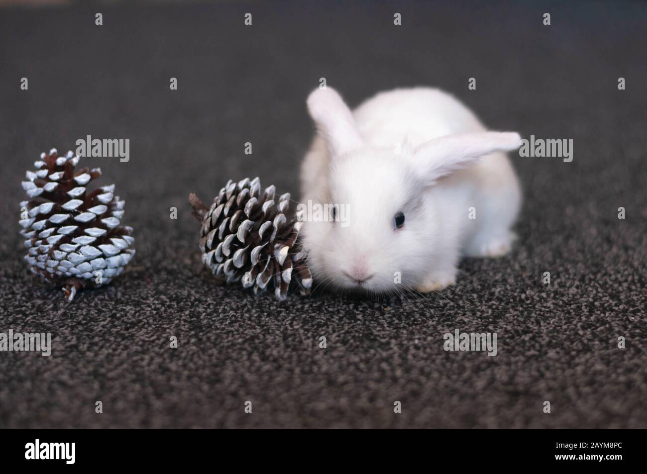 Black And White Lop Eared Rabbit High Resolution Stock Photography and ...
