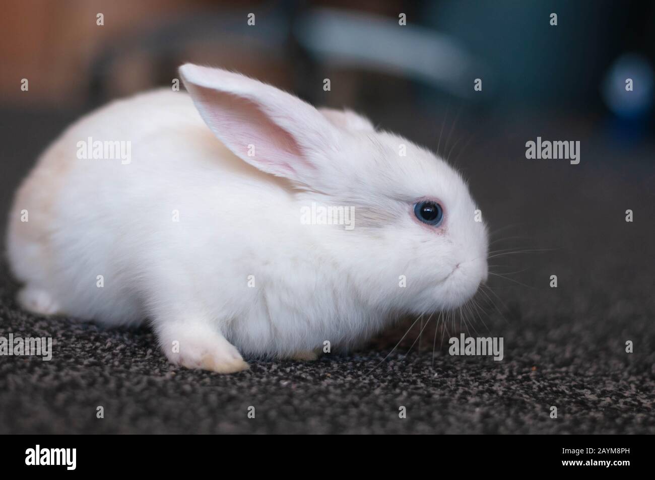 Black long eared rabbit hi-res stock photography and images - Alamy