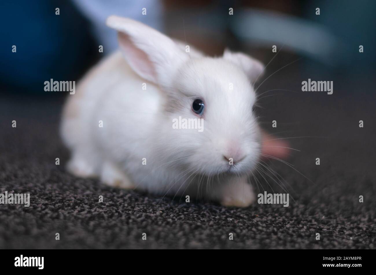 Black long eared rabbit hi-res stock photography and images - Alamy