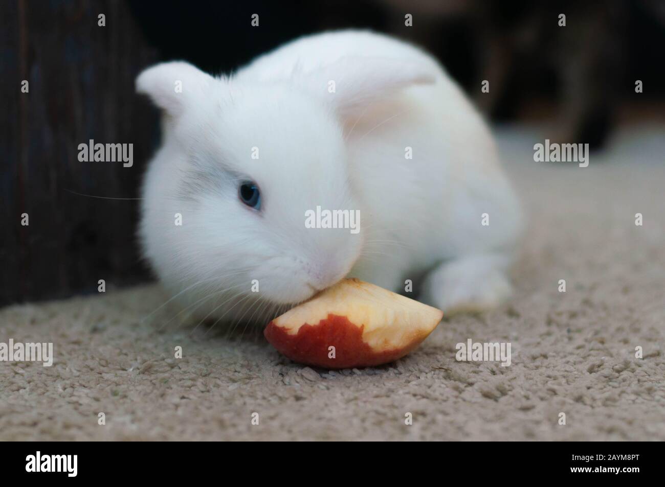 small domestic lop white rabbit long-eared eat apple Stock Photo - Alamy