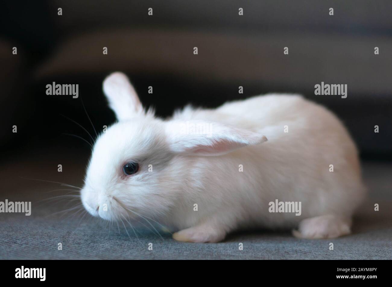 Black and white mini lop rabbit hi-res stock photography and images - Alamy