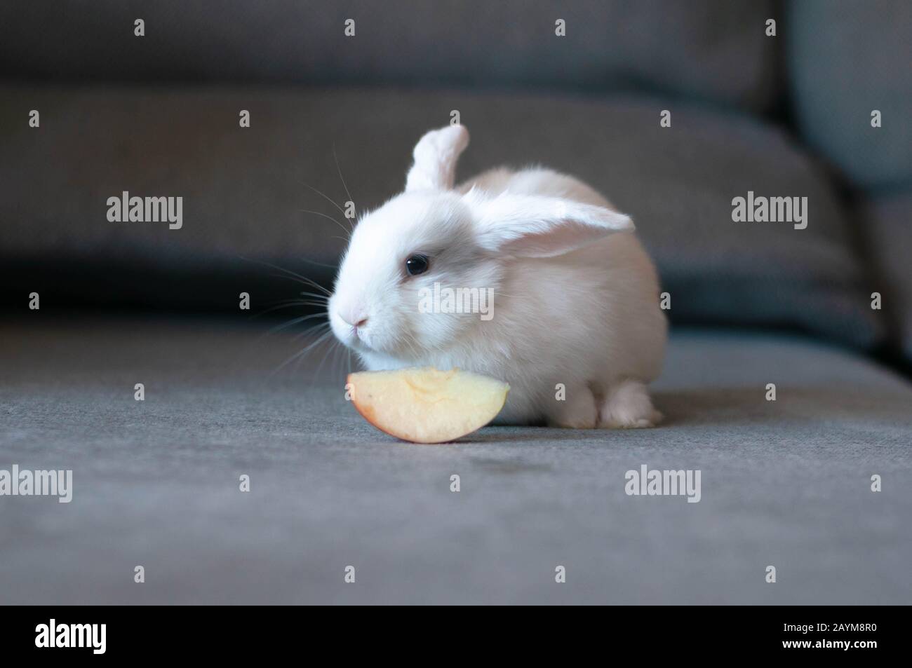 small domestic lop white rabbit long-eared posing Stock Photo - Alamy