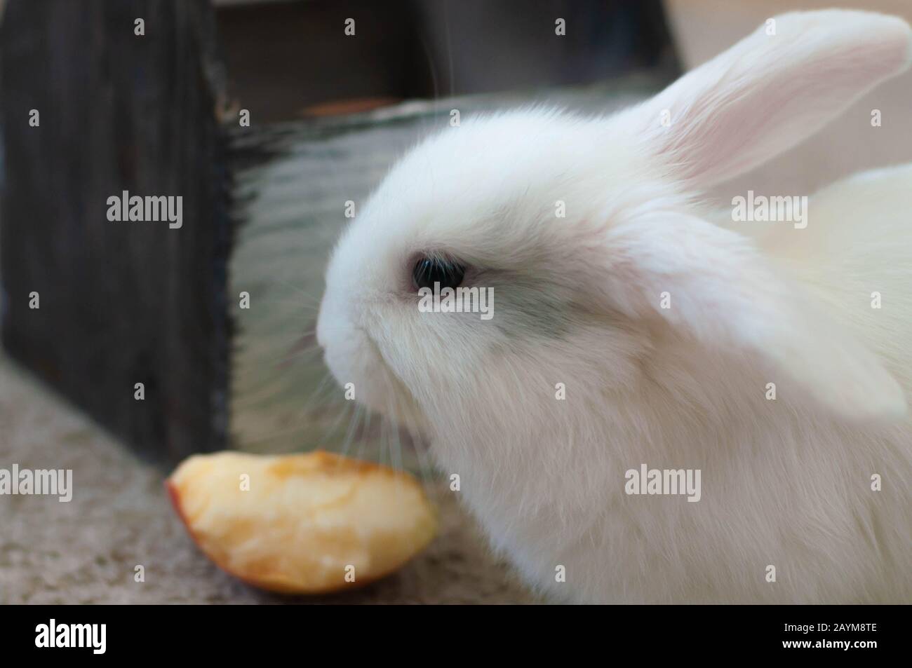 Lop bunny grey hi-res stock photography and images - Alamy