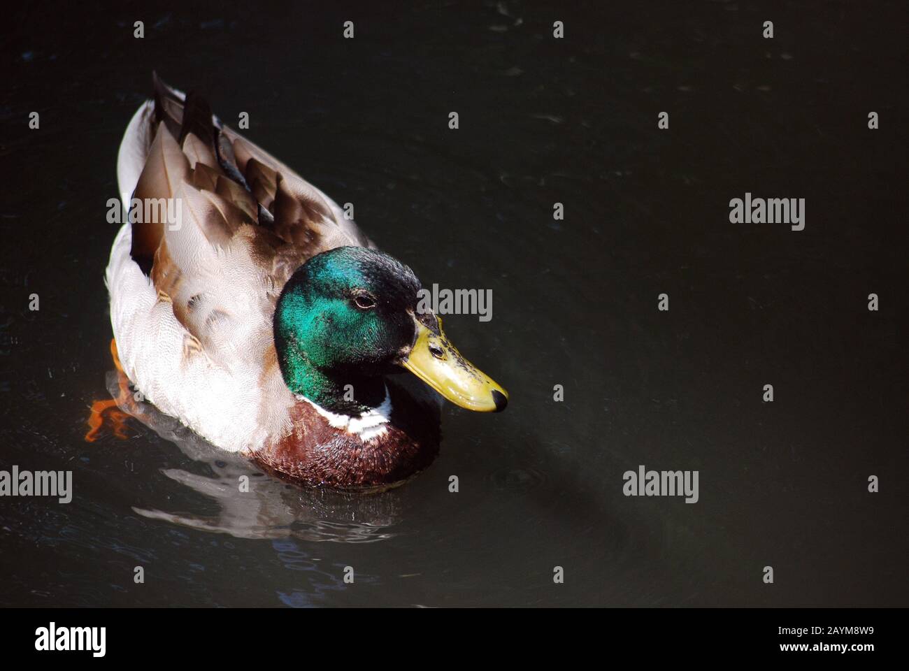 Mallard duck male swimming hi-res stock photography and images - Alamy