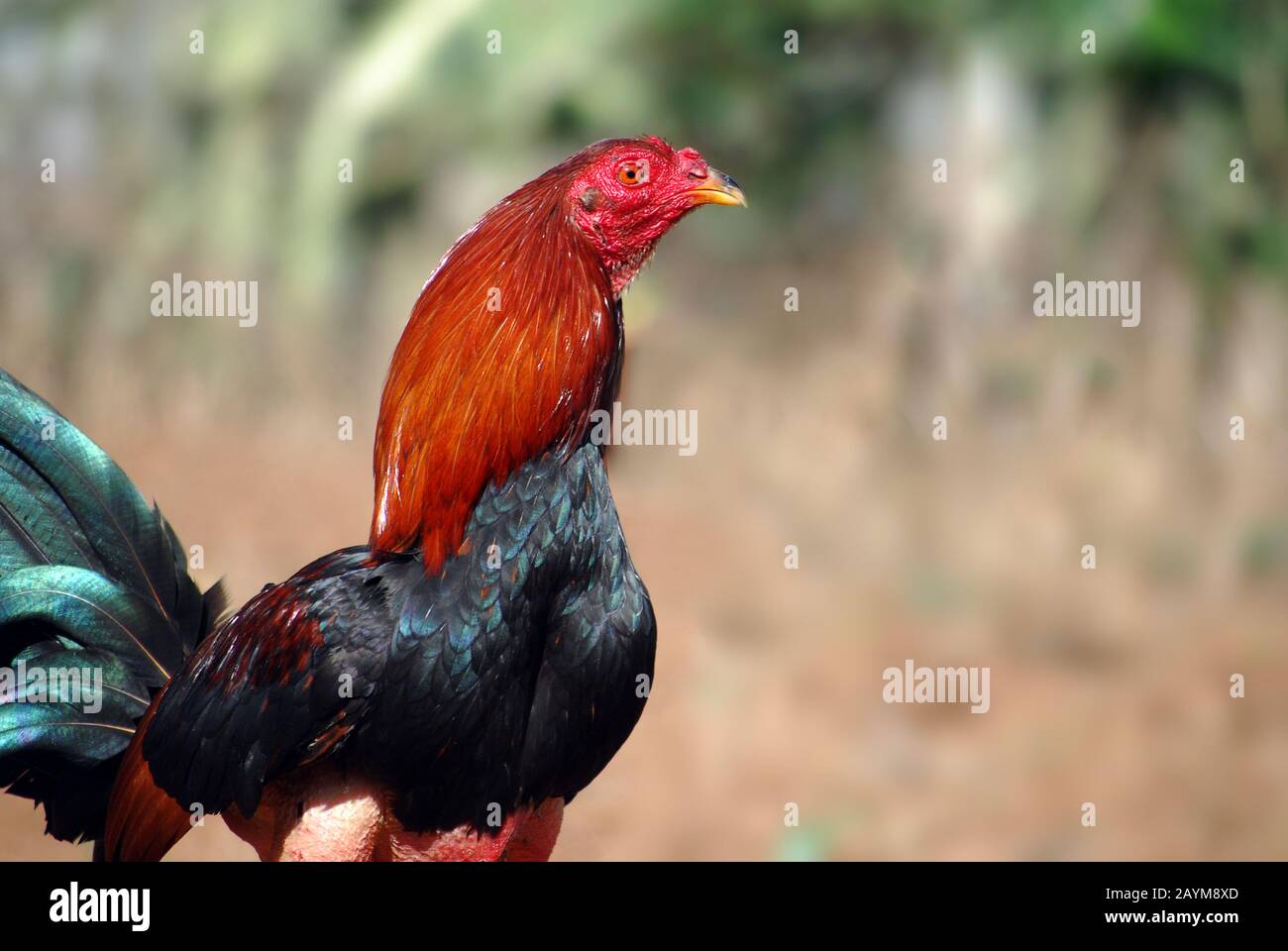 Game cock isolated on blurry background. Figthing rooster with ...