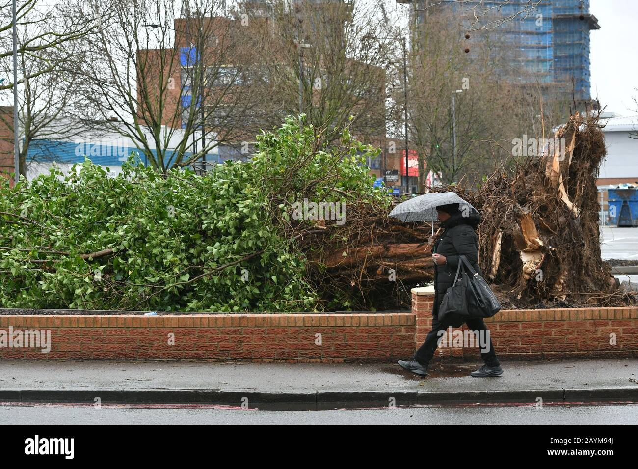Tree storm uk hi-res stock photography and images - Alamy