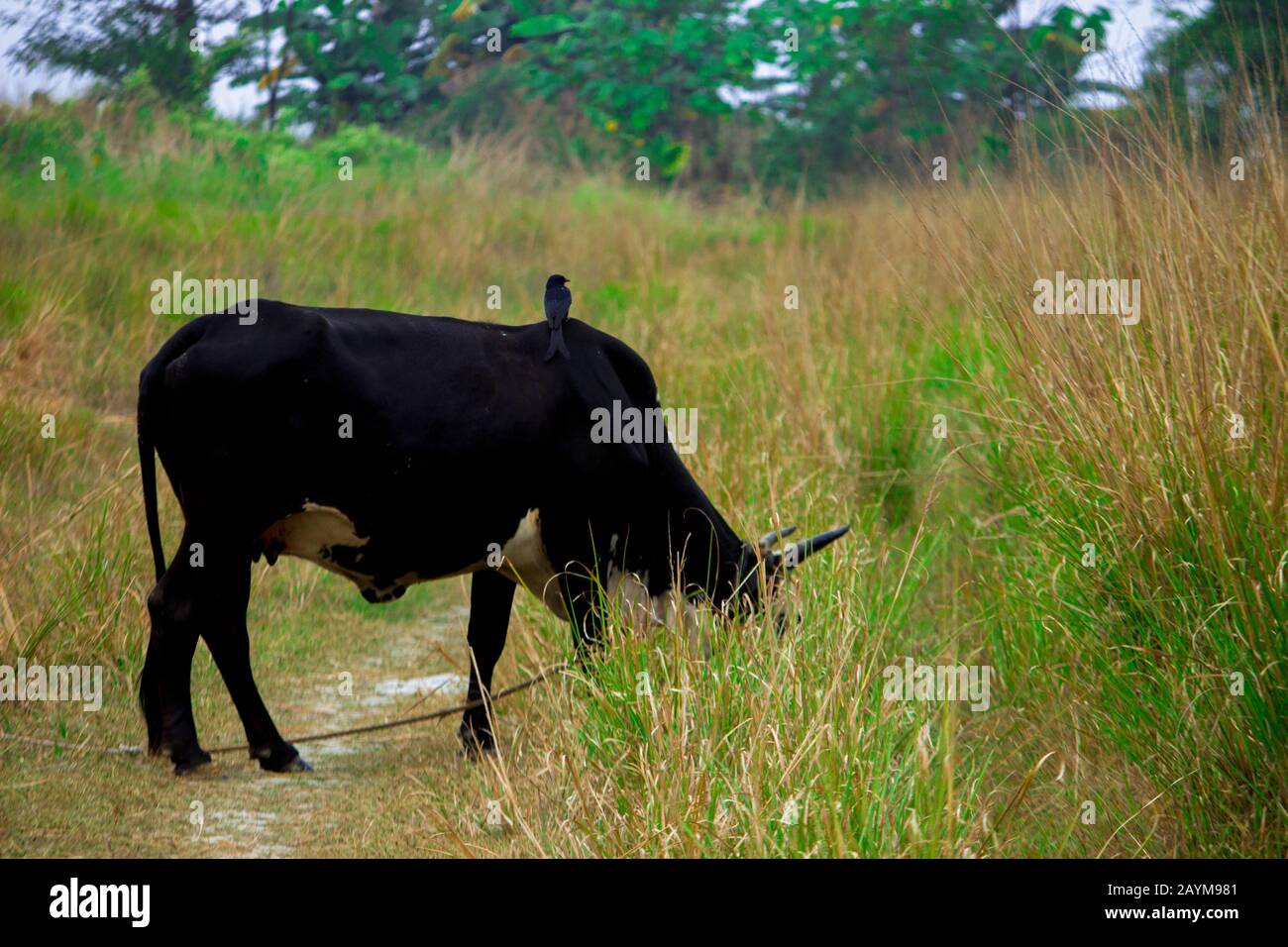 The cow and bird love each other Stock Photo - Alamy