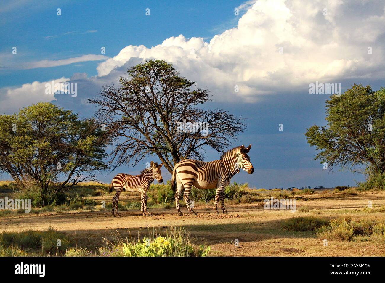 Hartmann's Mountain Zebra, Mountain Zebra (Equus zebra hartmannae ...