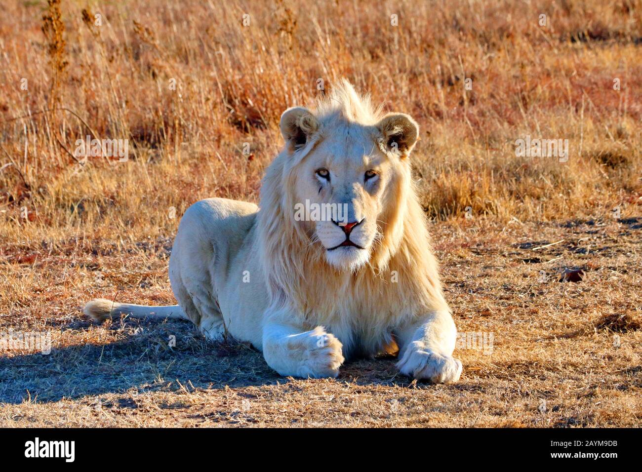 White Lion In Africa