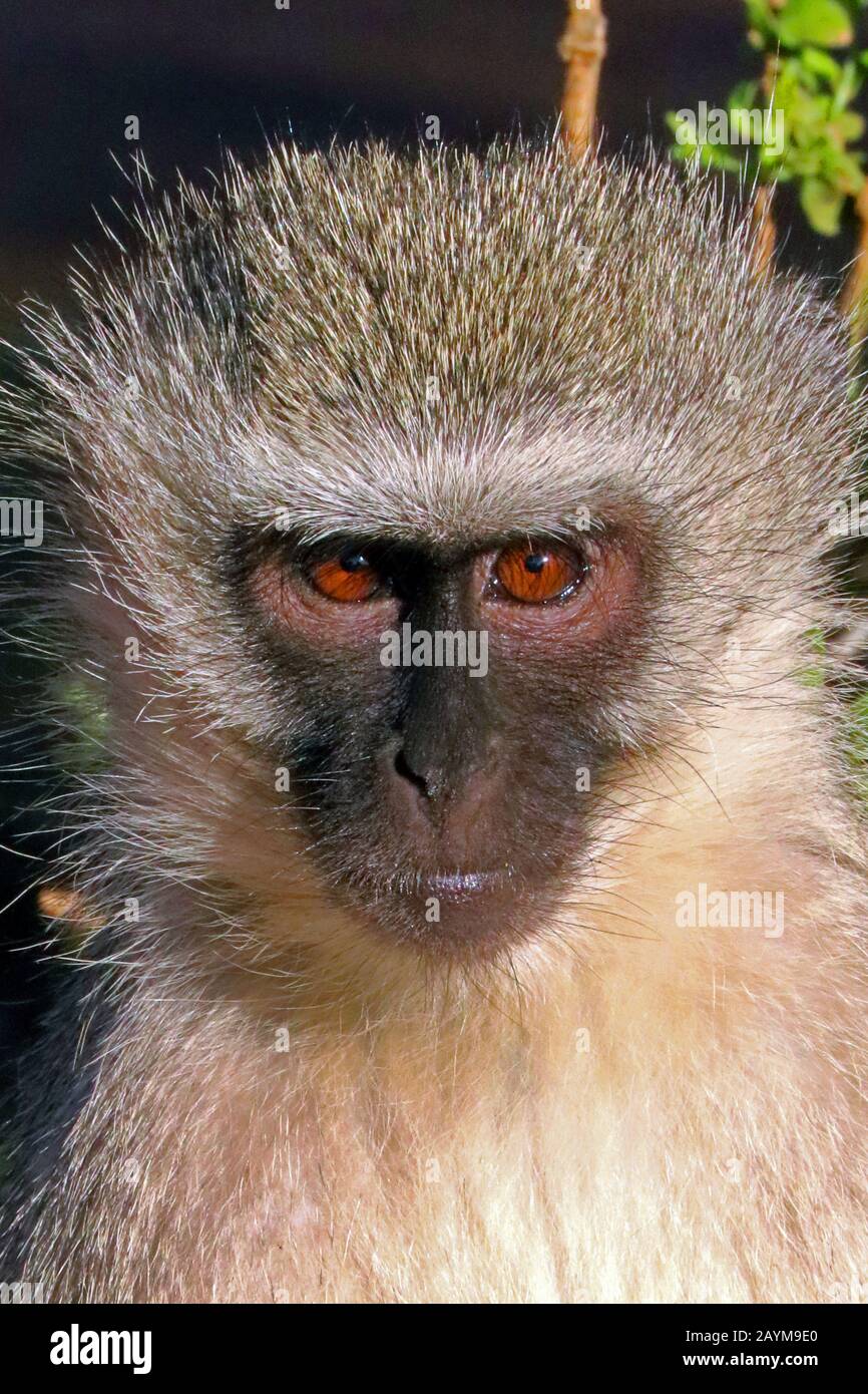 Grivet monkey, Savanna monkey, Green monkey, Vervet monkey ...