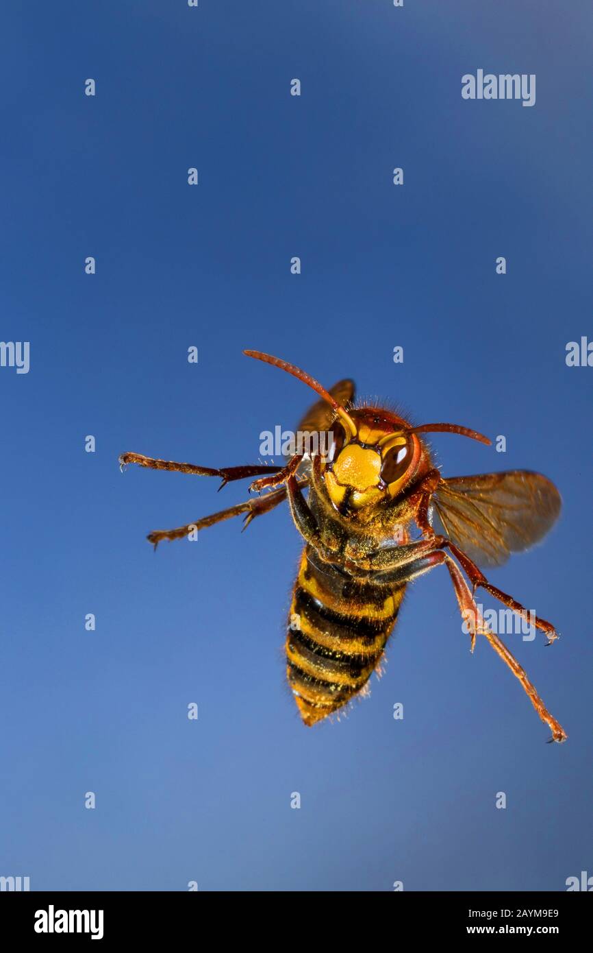 hornet, brown hornet, European hornet (Vespa crabro), flying, front ...