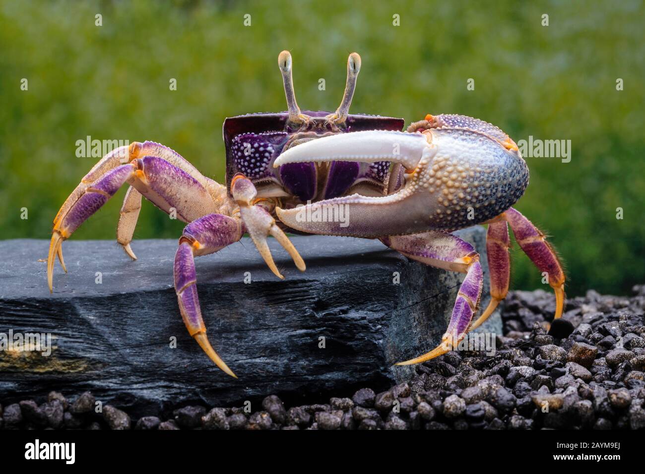 West African Fiddler Crab, European Fiddler Crab, Barrilete (Afruca ...
