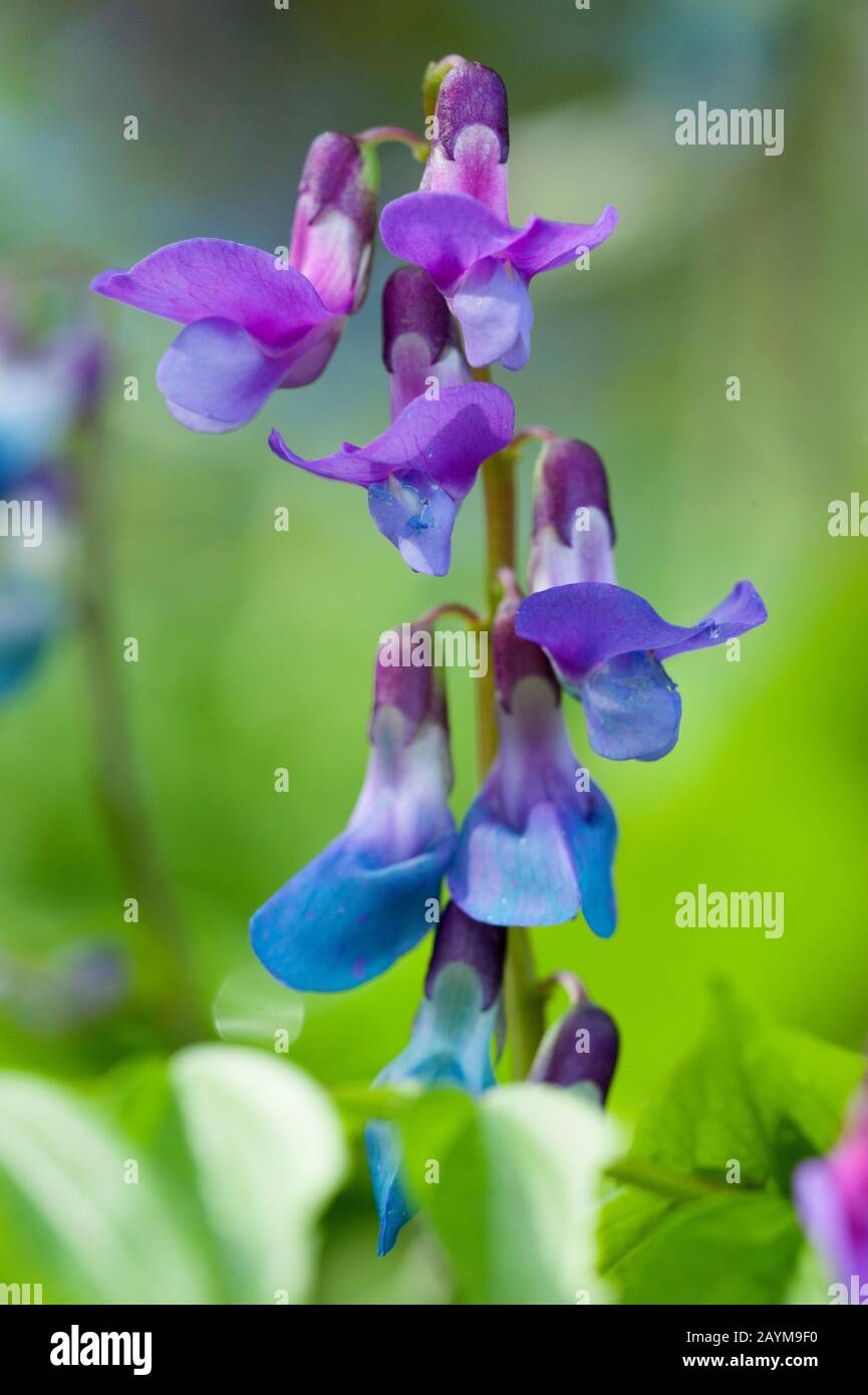 Lathyrus vernus spring vetchling hi-res stock photography and images ...