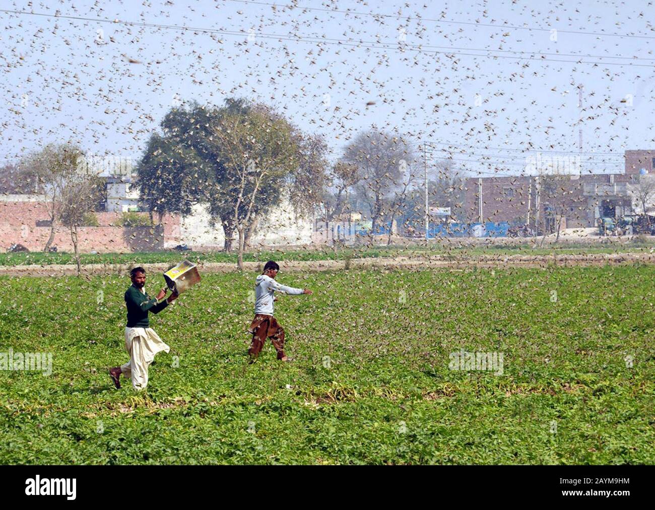 Locusts pakistan hi-res stock photography and images - Alamy