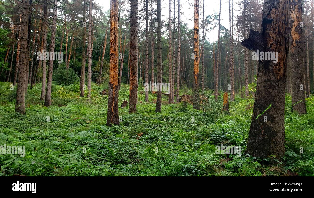 Dead herb hi-res stock photography and images - Alamy