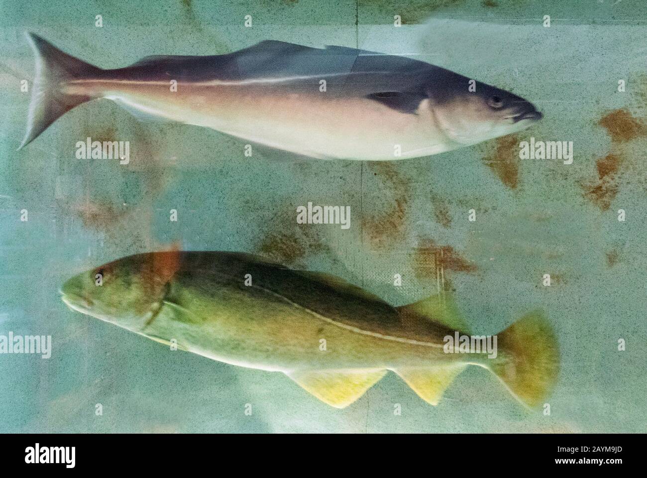 Cod fish swimming hi-res stock photography and images - Alamy