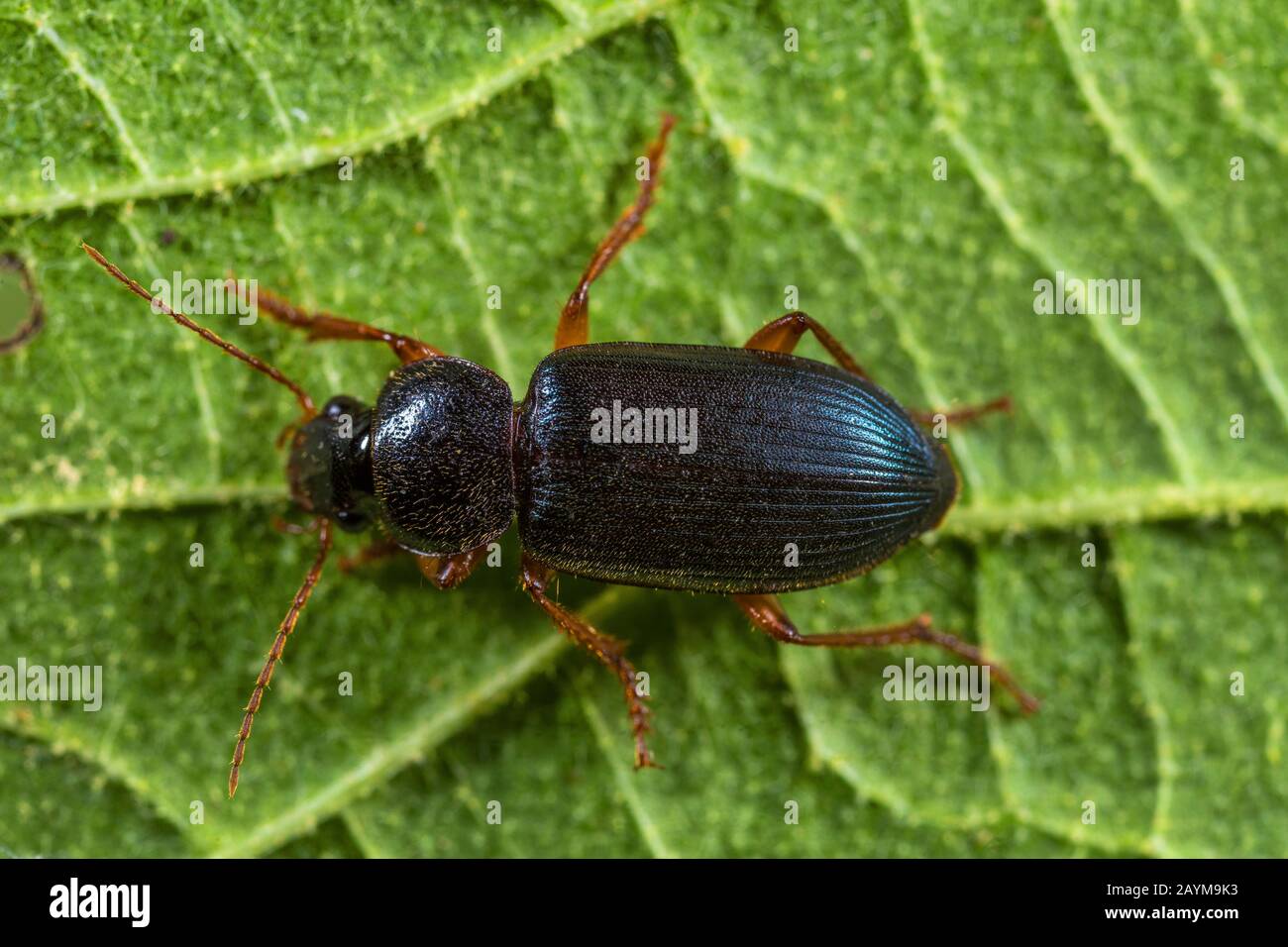Ground Beetle High Resolution Stock Photography and Images - Alamy