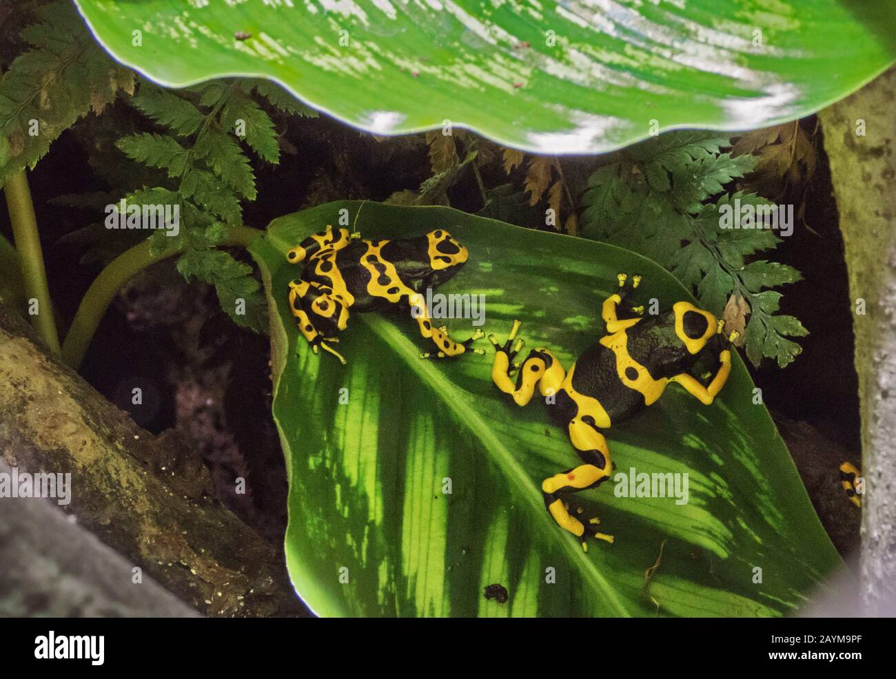 yellow-banded poison dart frog, yellow banded poison frog, bumble bee ...