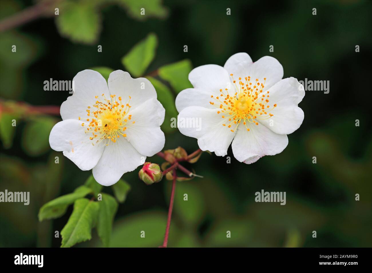 evergreen rose (Rosa sempervirens), flowers, Montenegro, Skadarsee ...