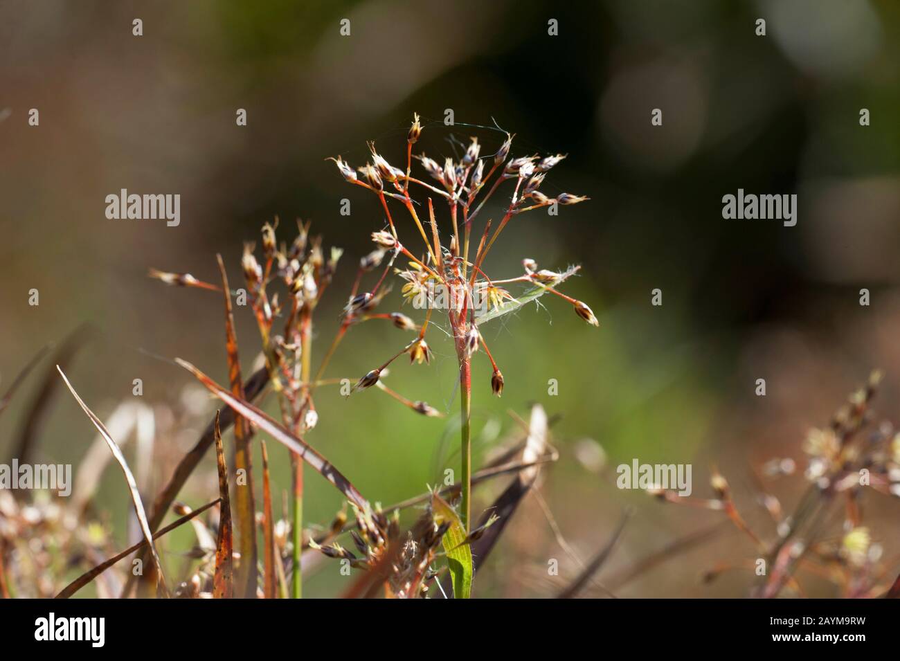hairy wood-rush (Luzula pilosa), blooming, Germany Stock Photo - Alamy